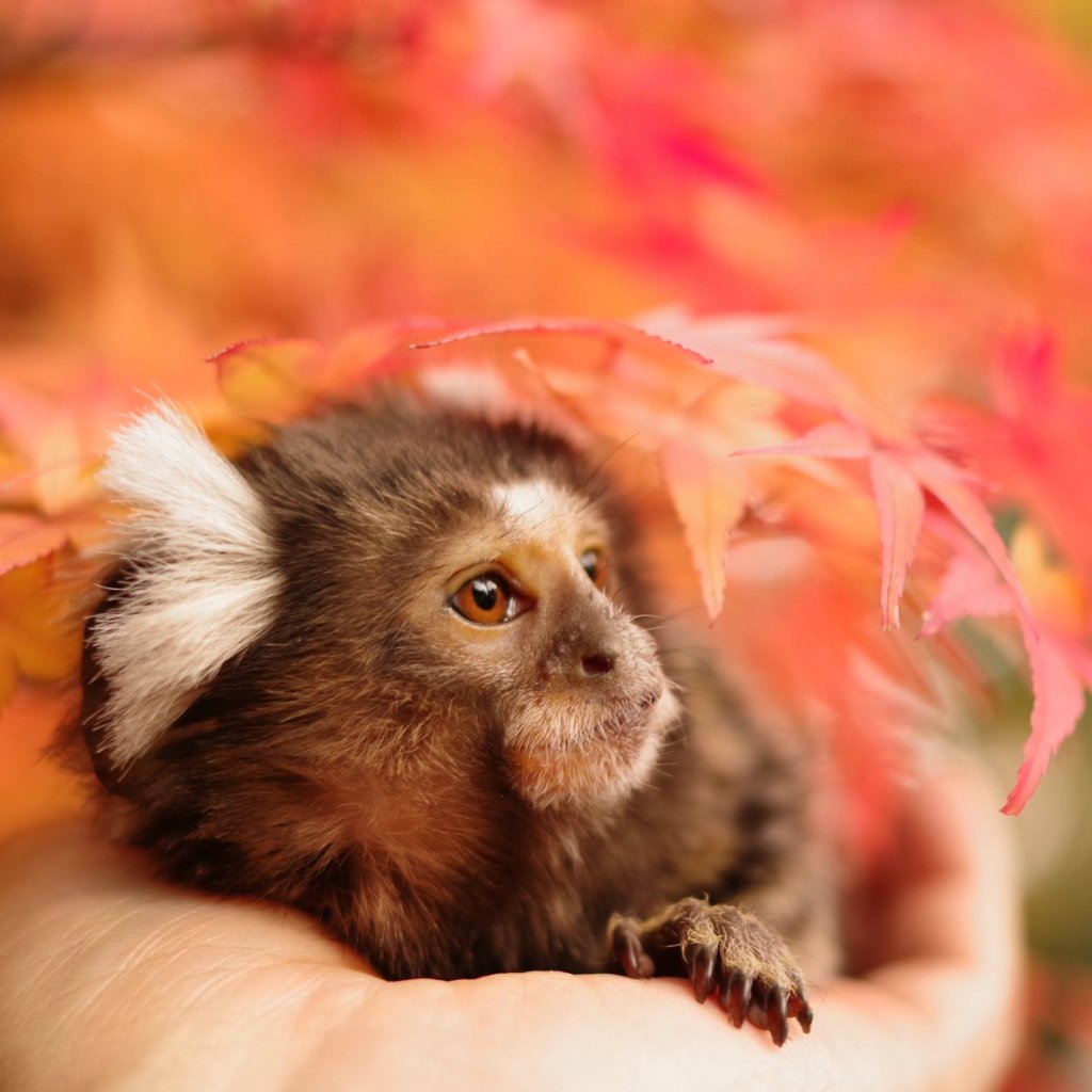 秋のGirls OneOff Custom！ | MonkeyFlip